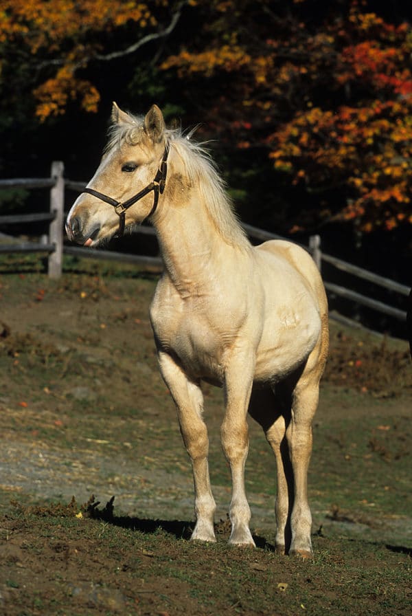 American Cream Draft Horse